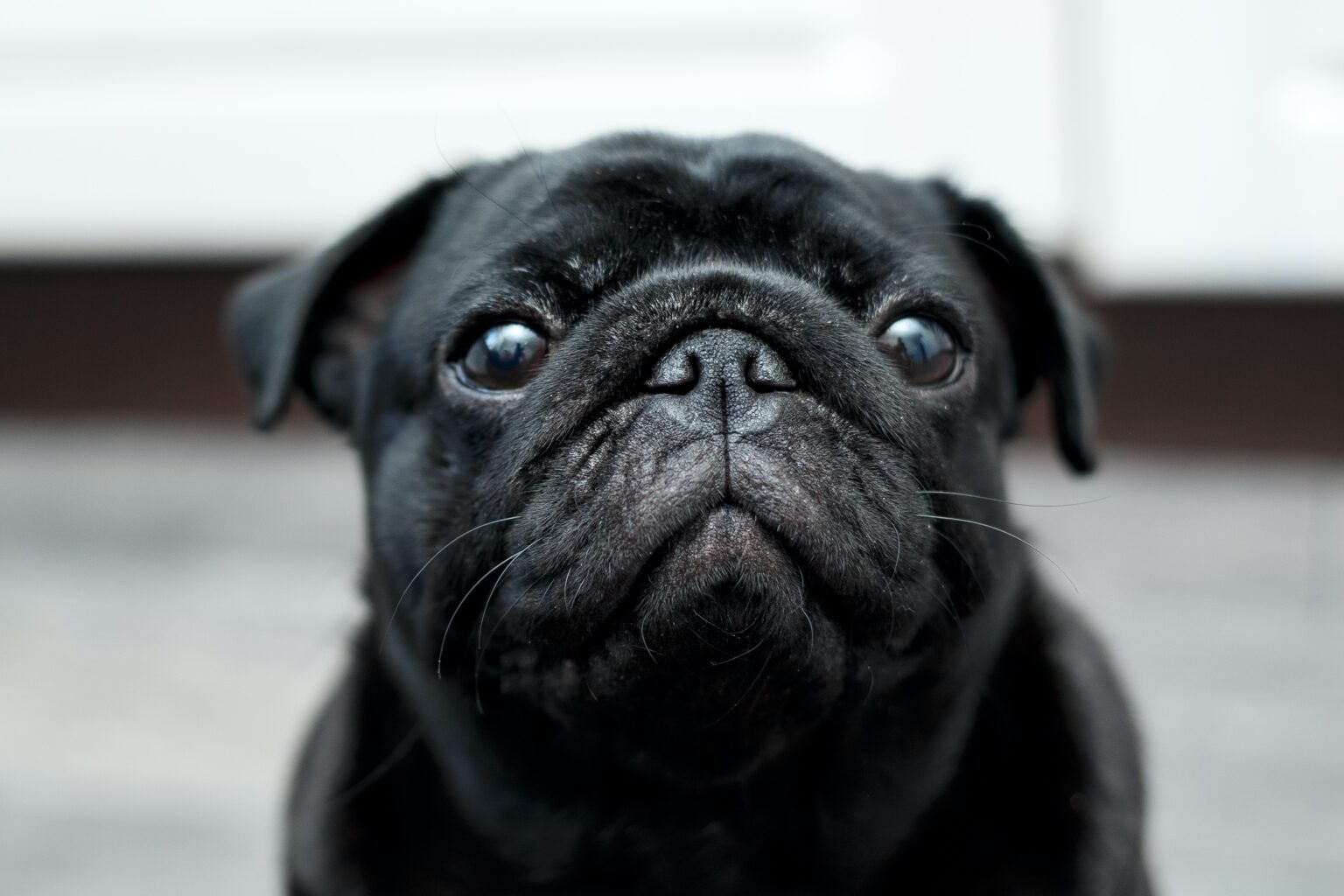Georgia Peach Pug Rescue – Saving pugs.