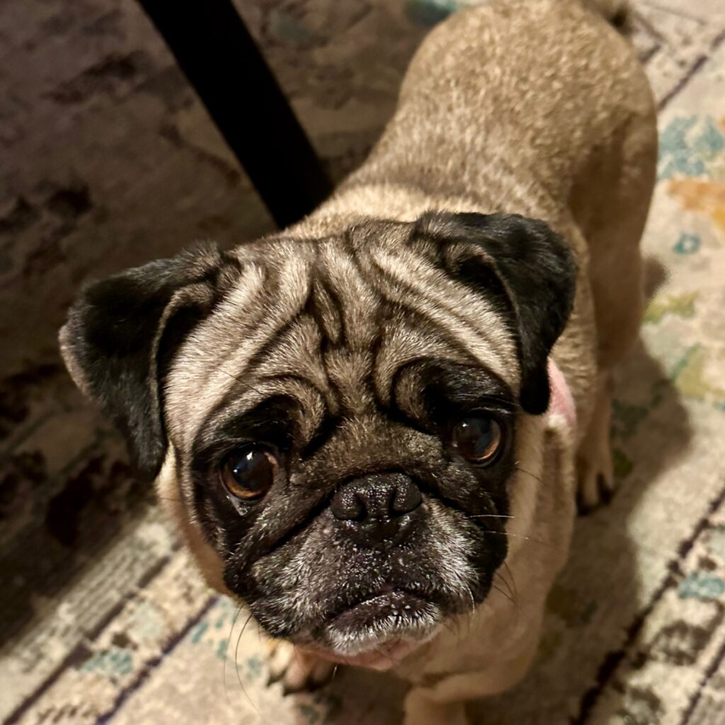 Adoptable Pugs – Georgia Peach Pug Rescue