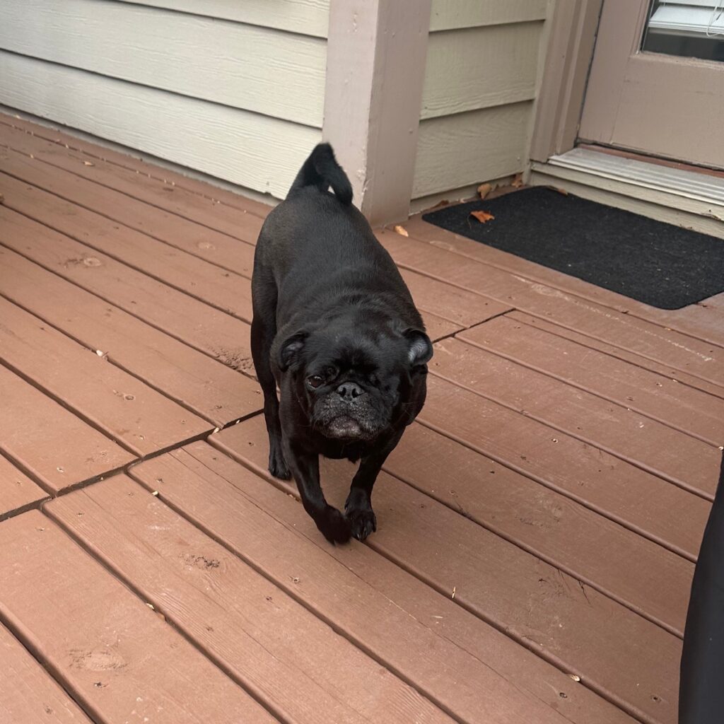 About Luna – Georgia Peach Pug Rescue